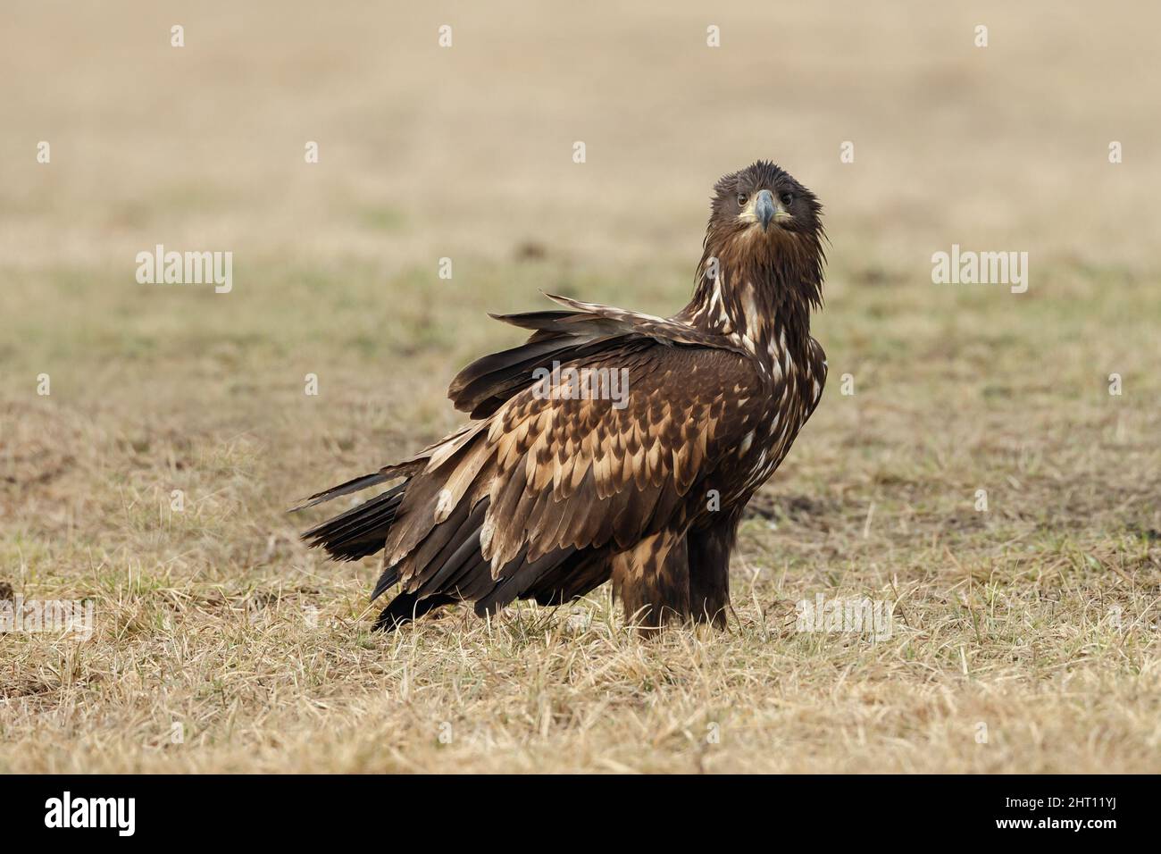 European Eagle a big bird of prey in nature Stock Photo - Alamy