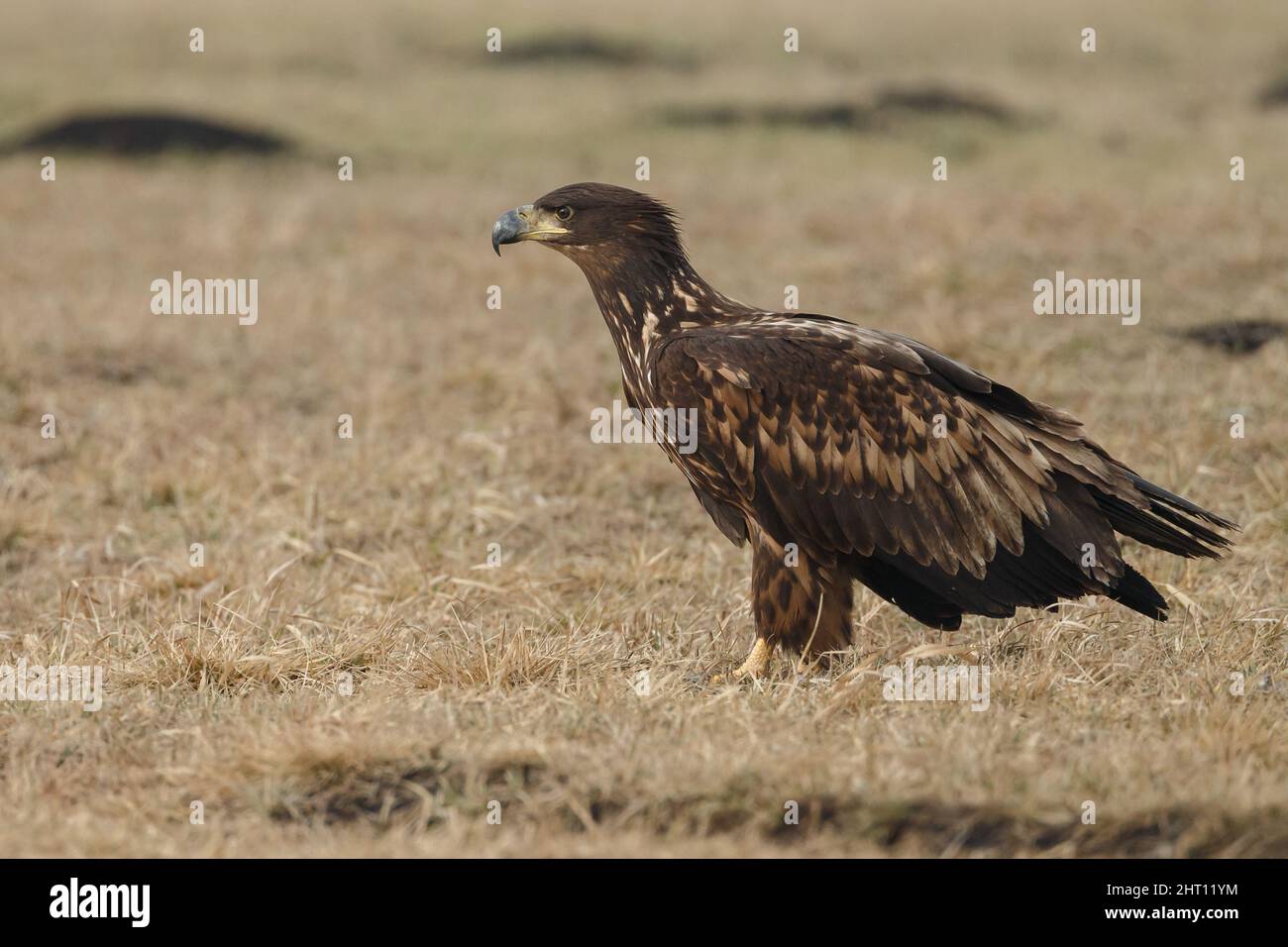 European Eagle a big bird of prey in nature Stock Photo - Alamy