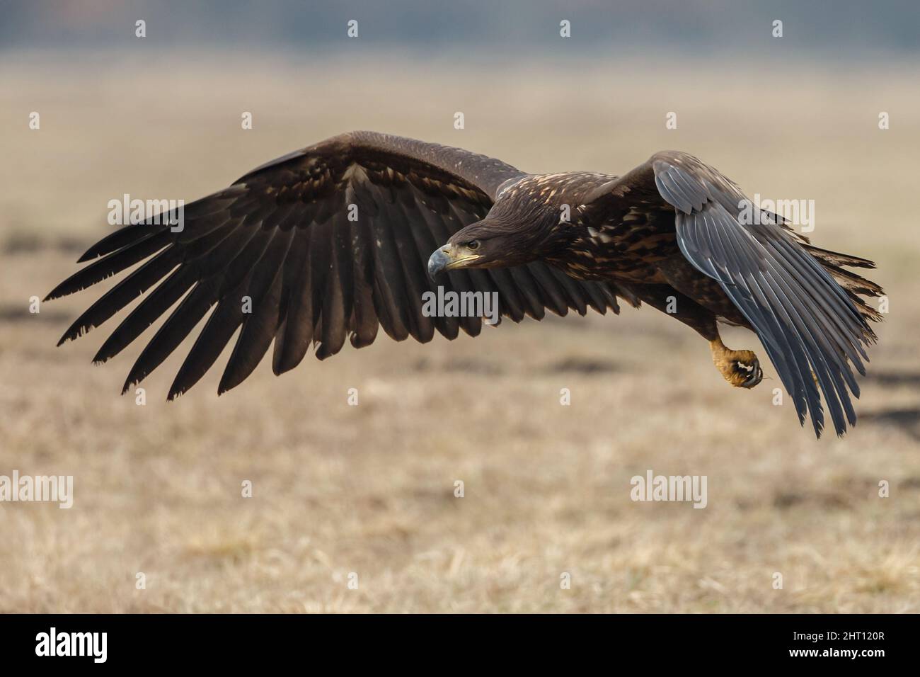 European Eagle a big bird of prey in nature Stock Photo - Alamy