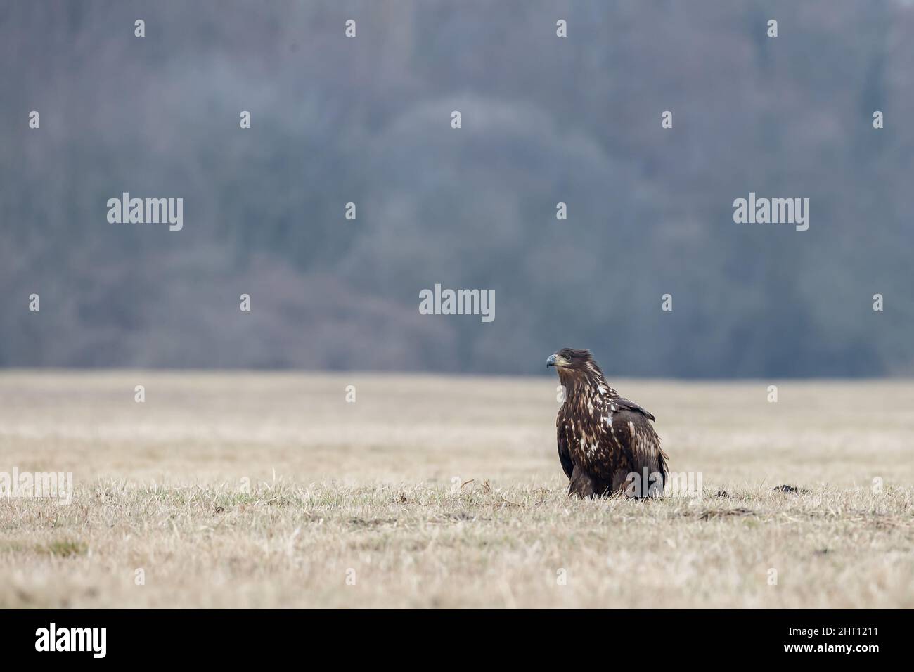 European Eagle a big bird of prey in nature Stock Photo - Alamy