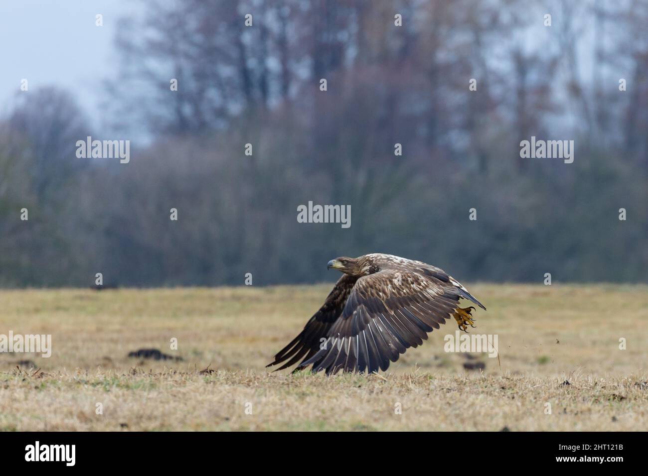European Eagle a big bird of prey in nature Stock Photo - Alamy