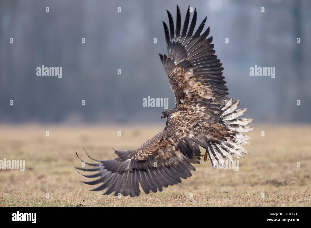 European Eagle a big bird of prey in nature Stock Photo - Alamy