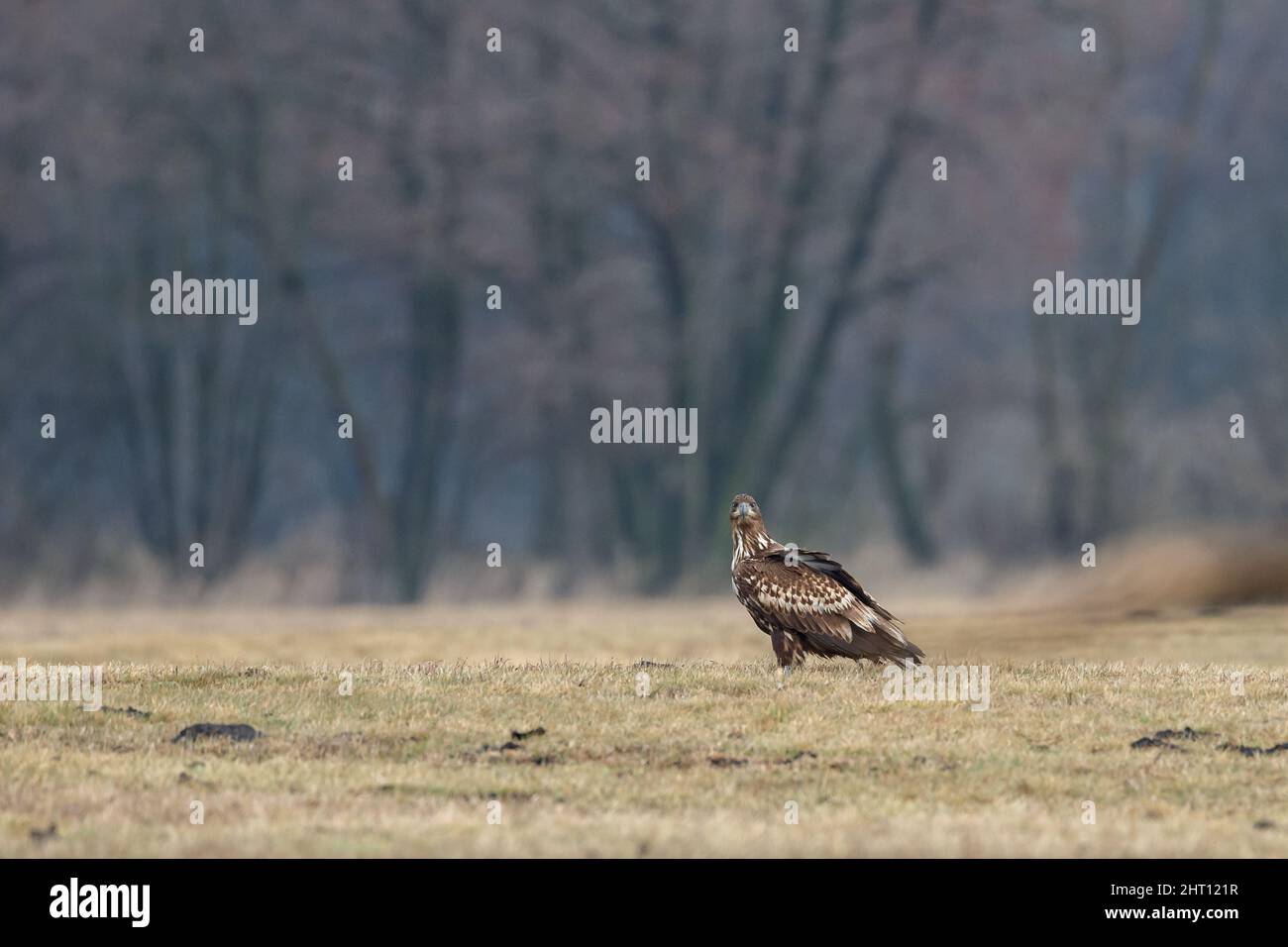 European Eagle a big bird of prey in nature Stock Photo - Alamy