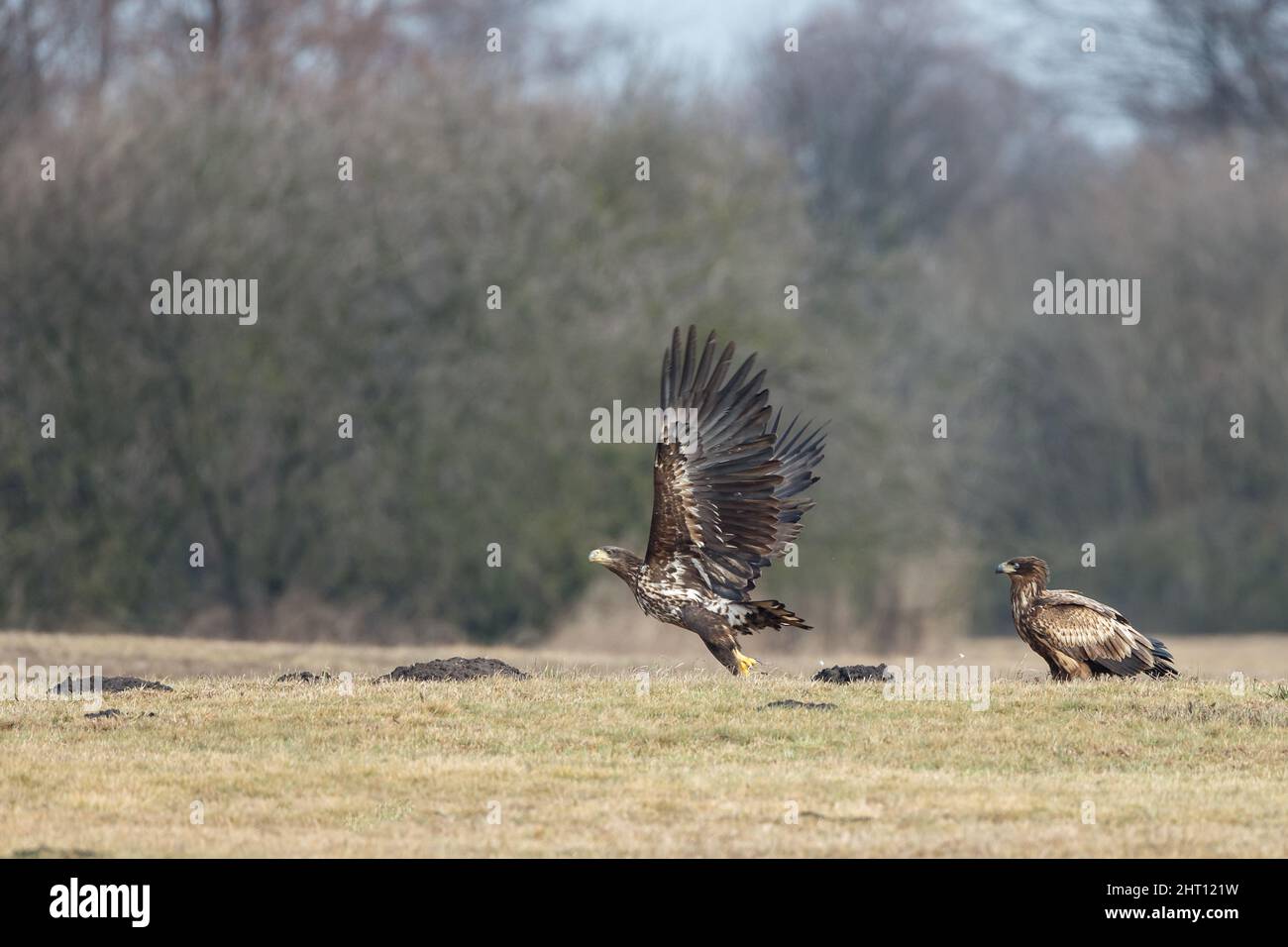 European Eagle a big bird of prey in nature Stock Photo - Alamy