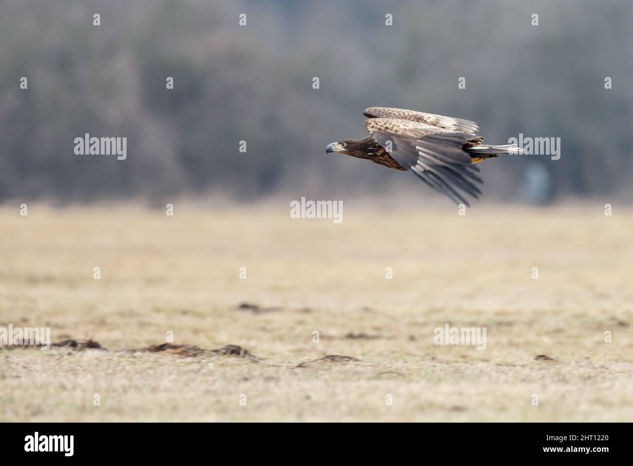 European Eagle a big bird of prey in nature Stock Photo - Alamy