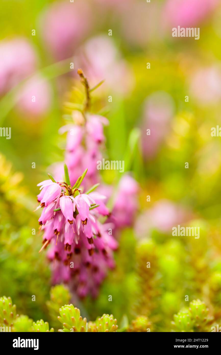 Pink erica carnea in bloom. Close-up of Erica carnea on a blurry ...