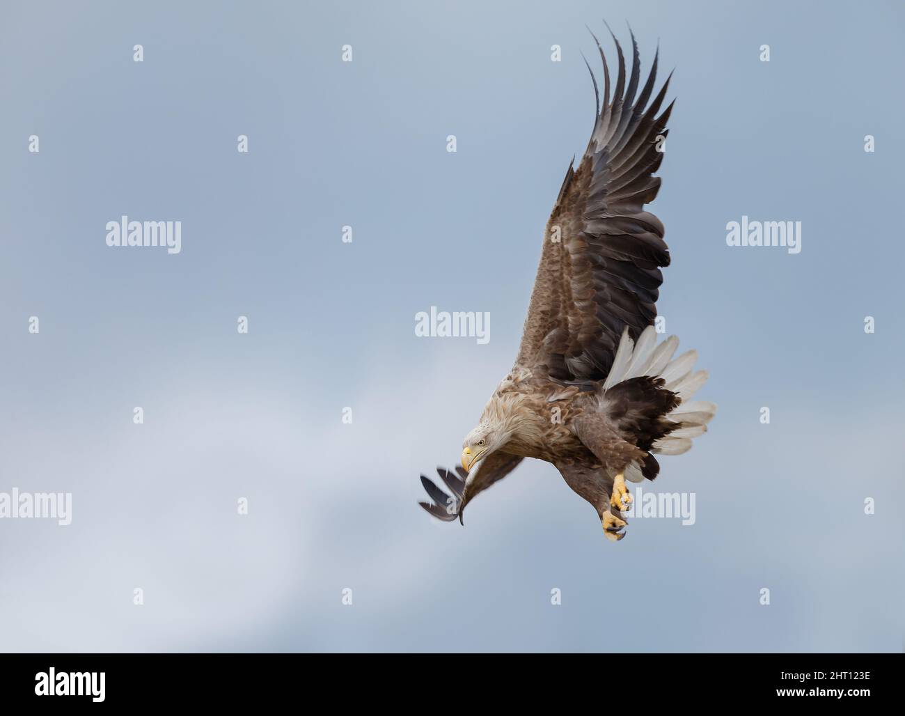 European Eagle a big bird of prey in nature Stock Photo - Alamy
