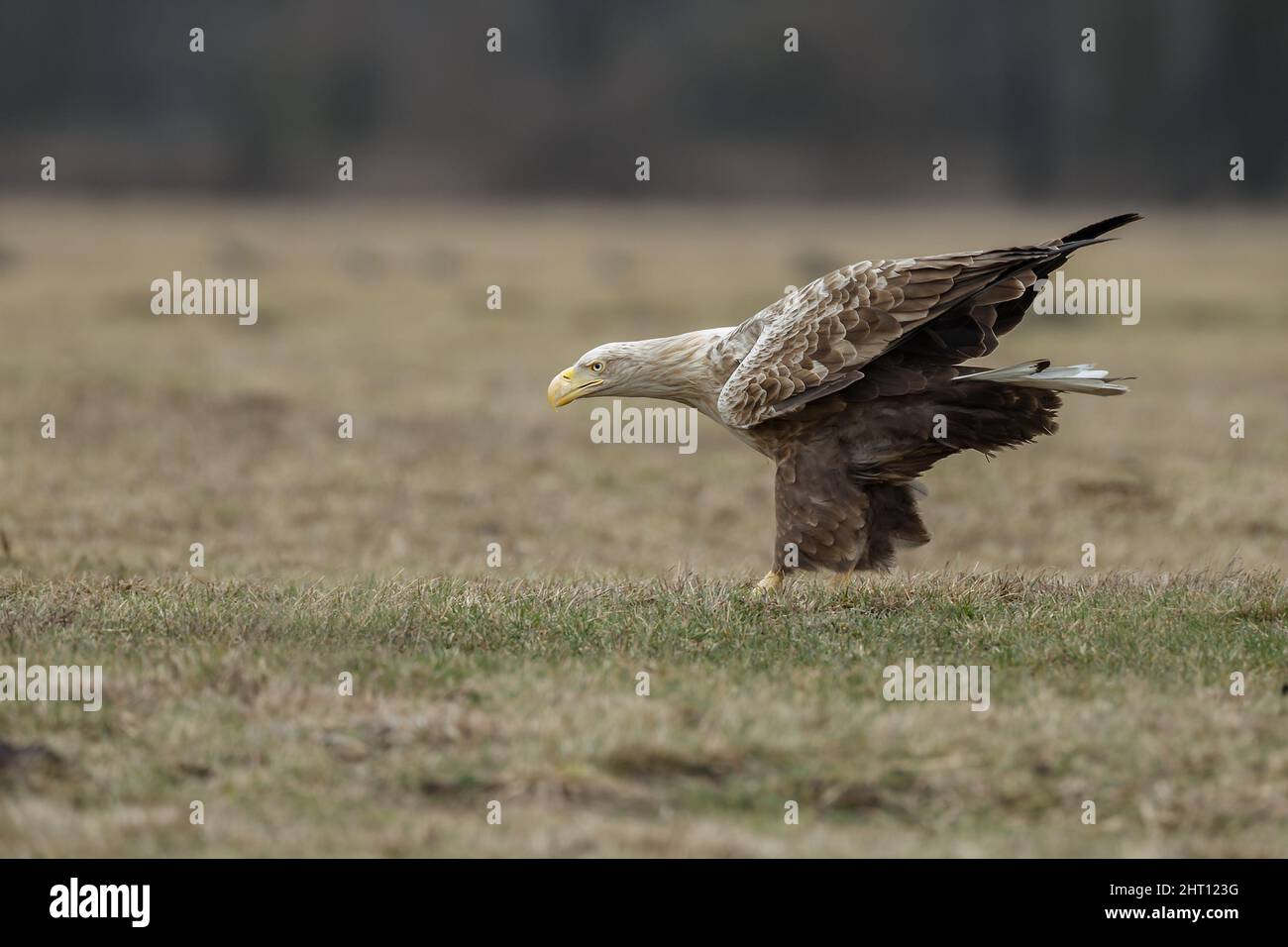European Eagle a big bird of prey in nature Stock Photo - Alamy