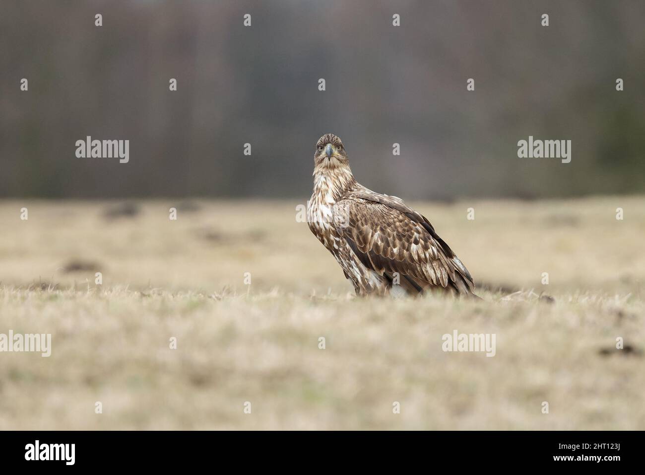European Eagle a big bird of prey in nature Stock Photo - Alamy