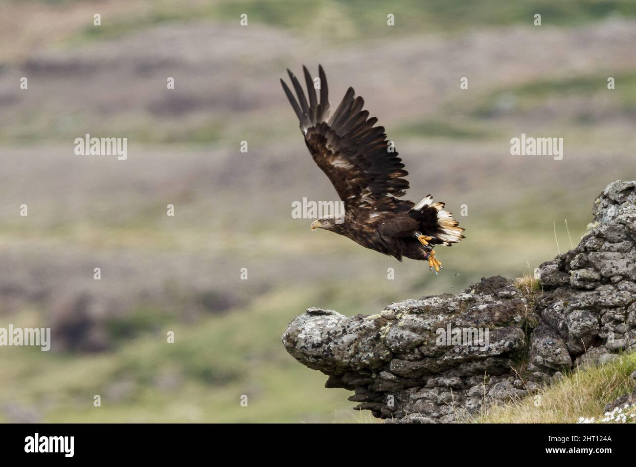 Bird of prey in nature hi-res stock photography and images - Alamy