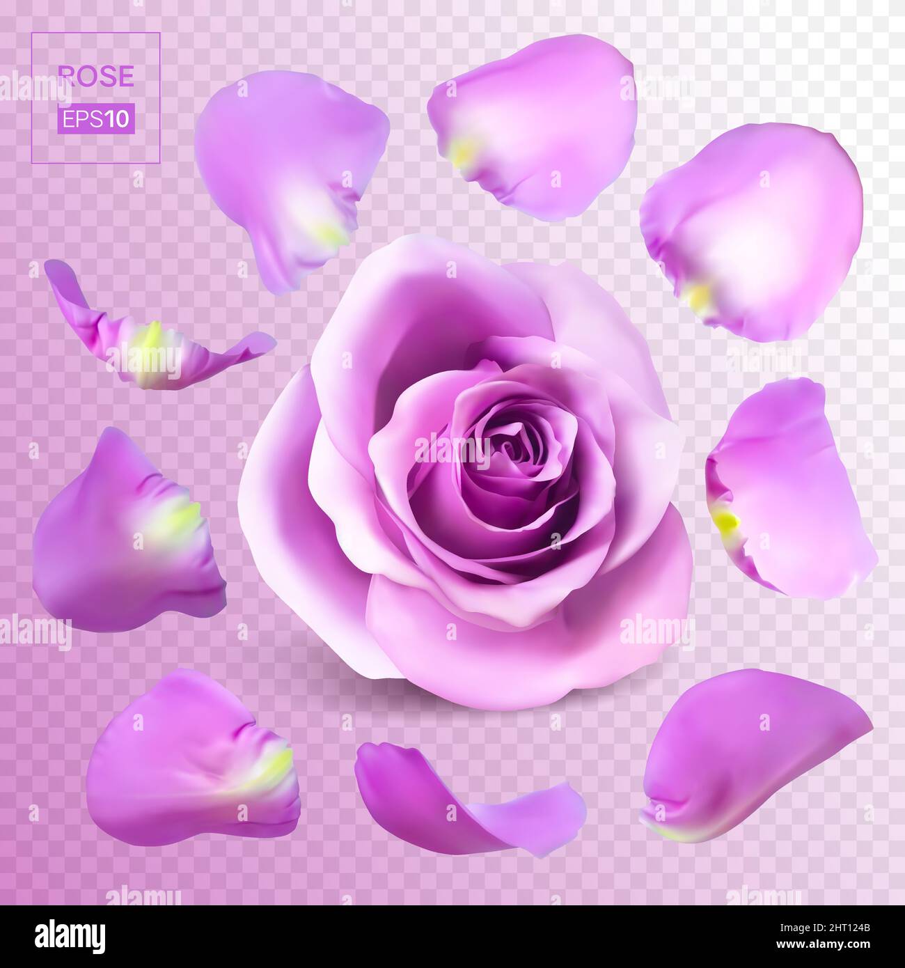 Realistic rose petals. Vector illustration with mesh gradients Stock ...