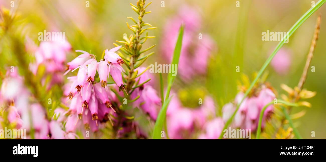 Pink erica carnea in bloom. Close-up of Erica carnea on a blurry ...