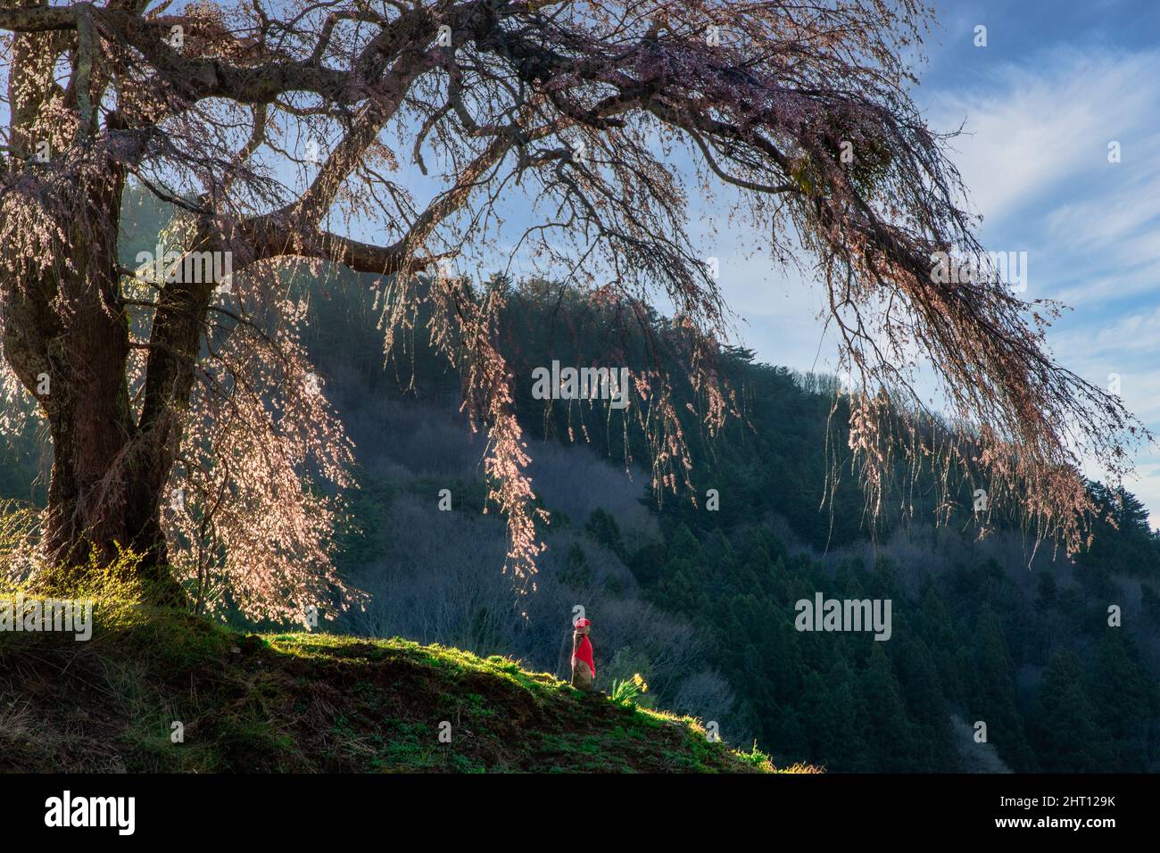 Mesmerizing view of a big beautiful tree with mountain covered with ...