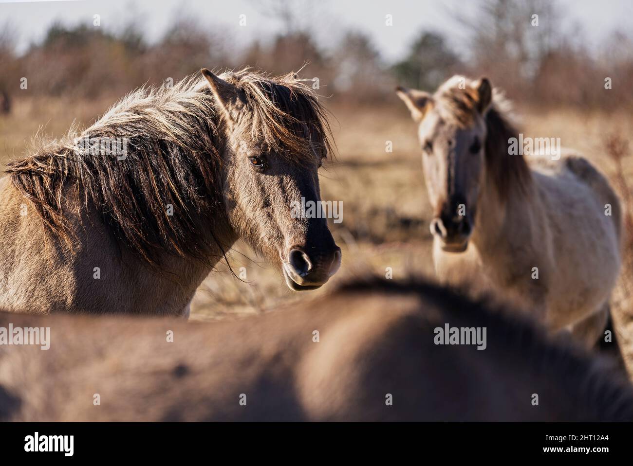 free wild horses in nature Stock Photo - Alamy
