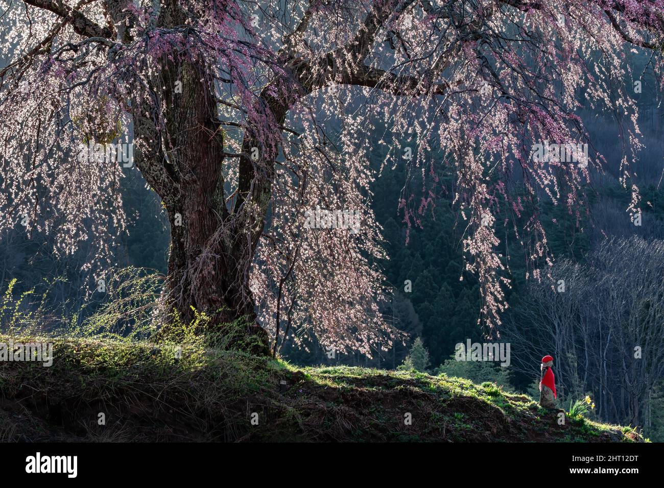 Shot of a big beautiful tree in natural mount area Stock Photo - Alamy