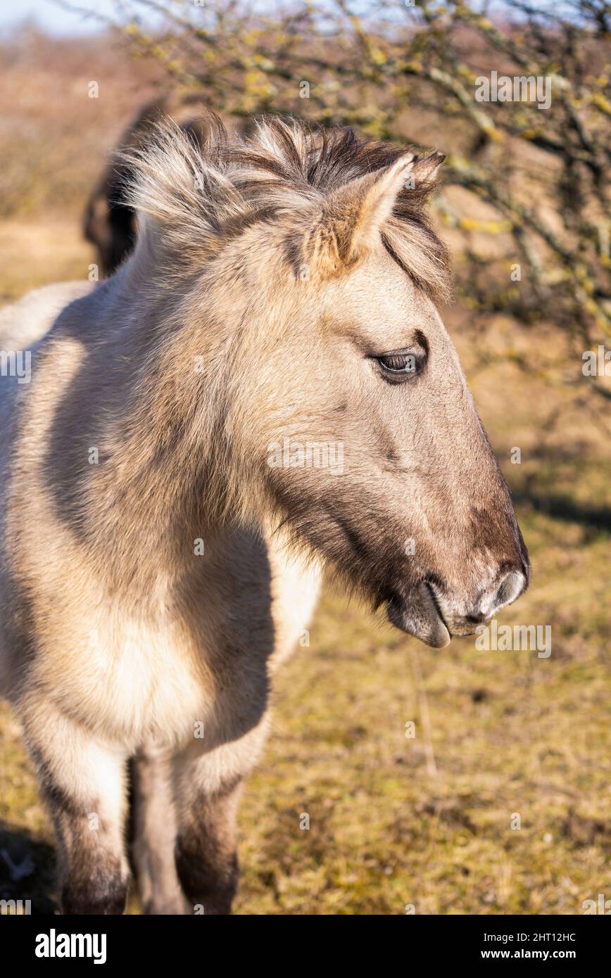 free wild horses in nature Stock Photo - Alamy