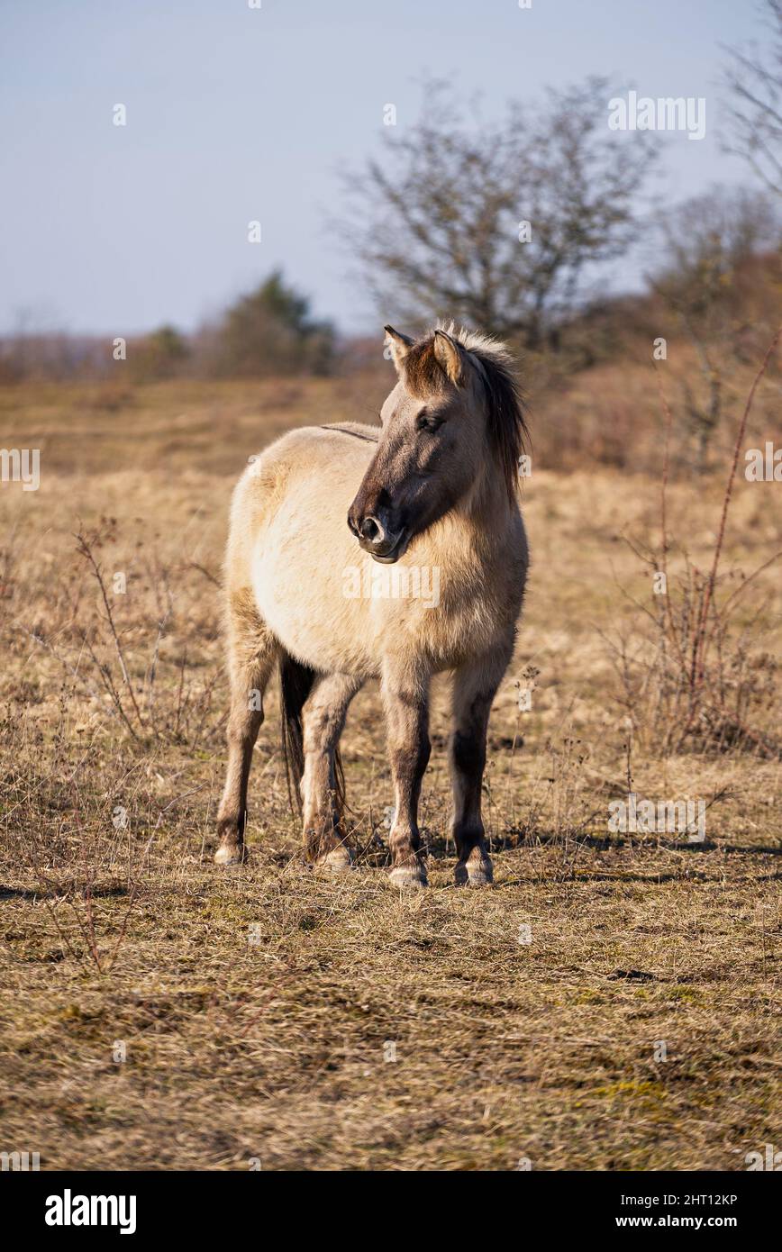 free wild horses in nature Stock Photo - Alamy