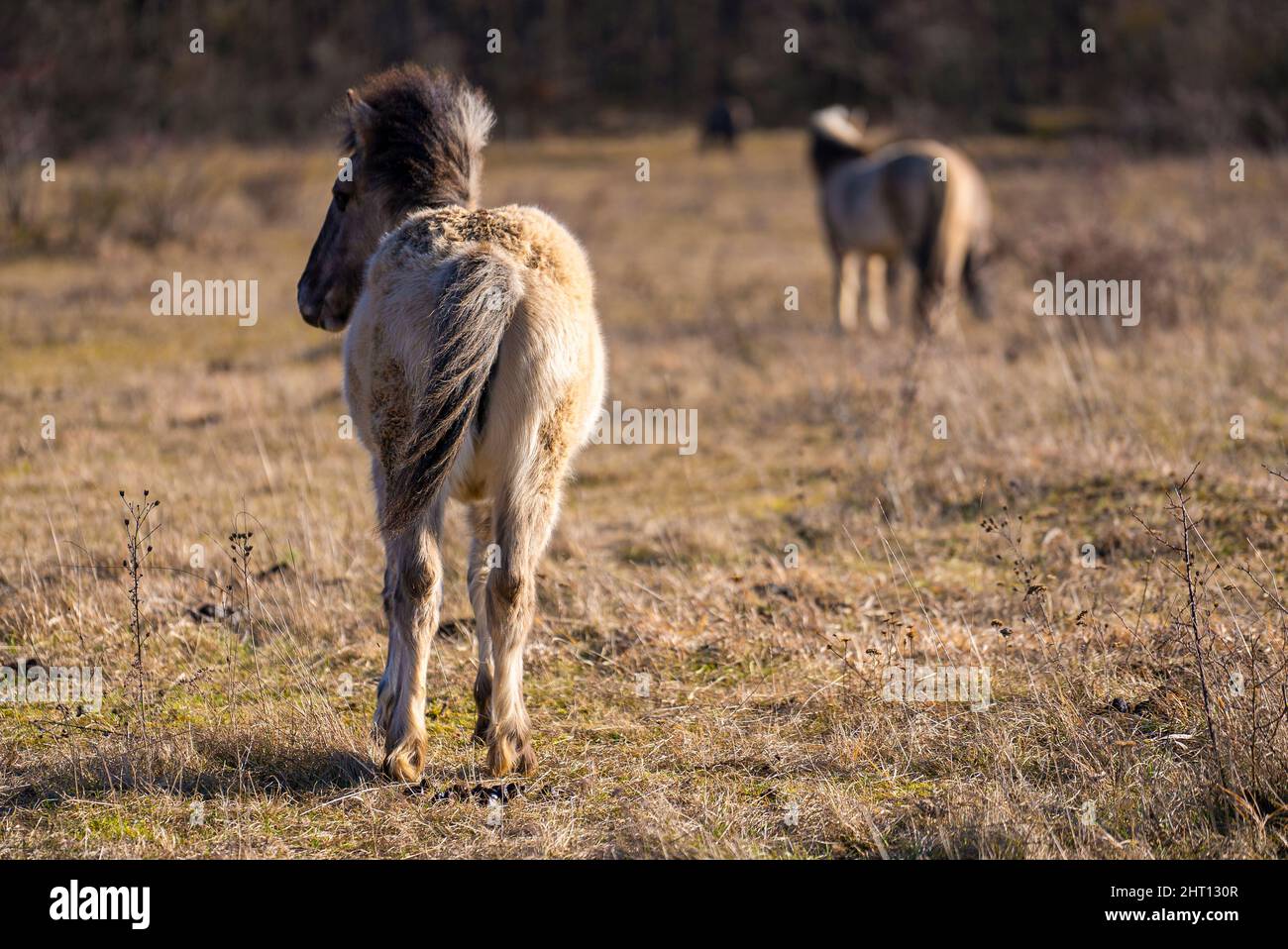 free wild horses in nature Stock Photo - Alamy