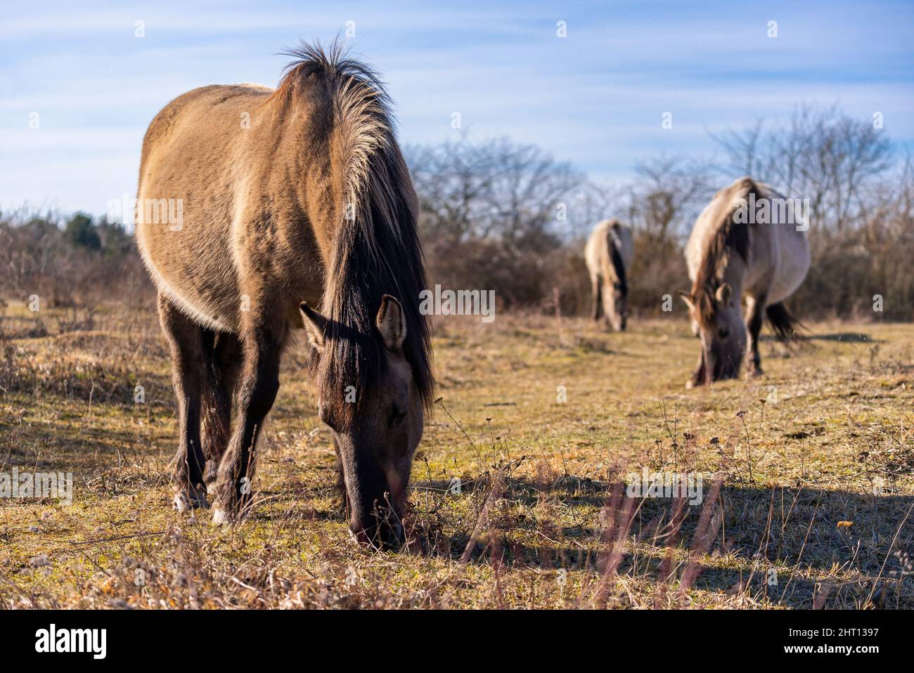 free wild horses in nature Stock Photo - Alamy