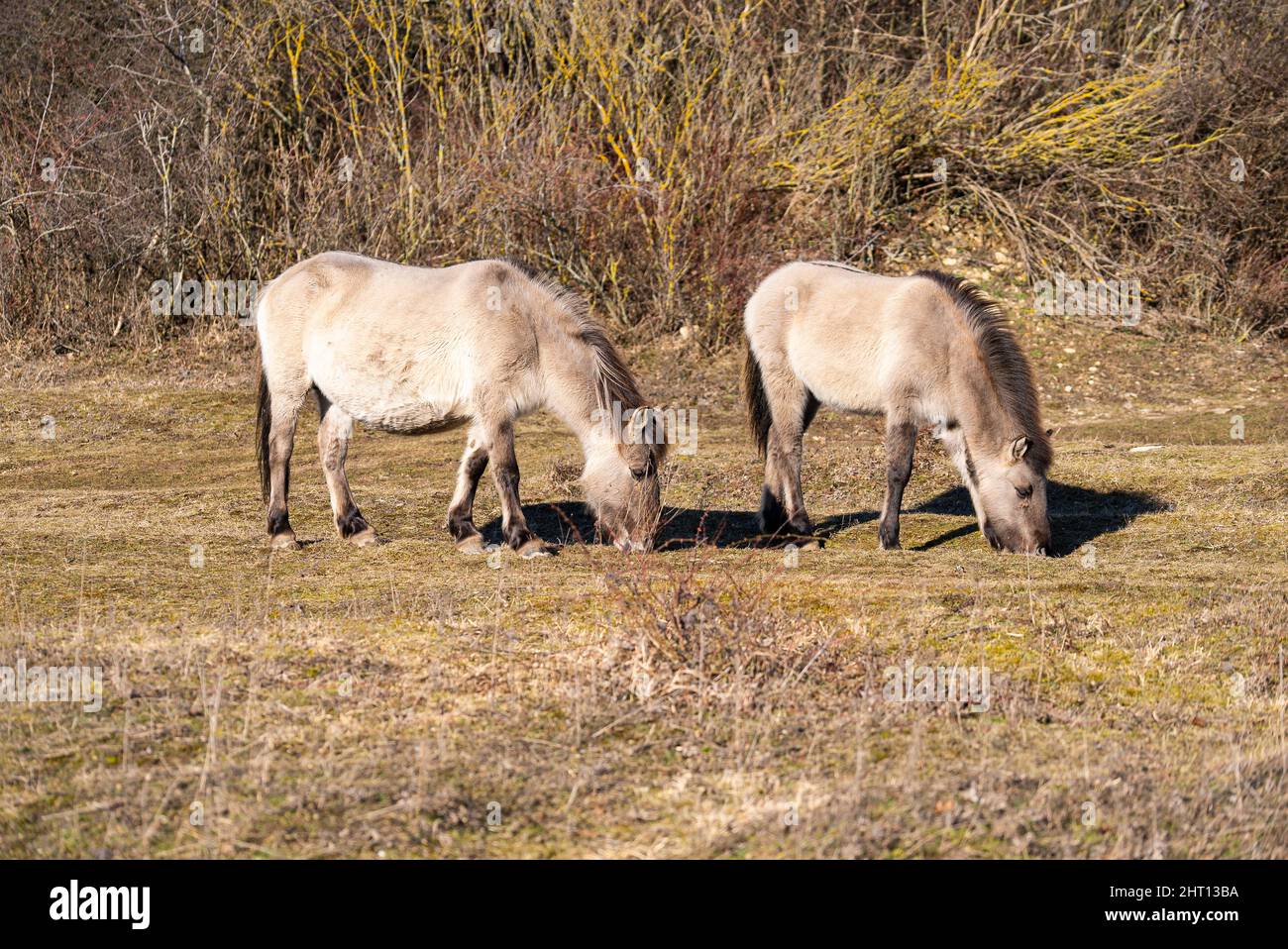 free wild horses in nature Stock Photo - Alamy