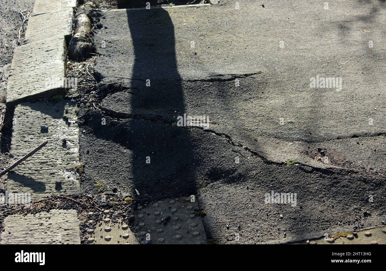 Tree roots damage pavement hi-res stock photography and images - Alamy