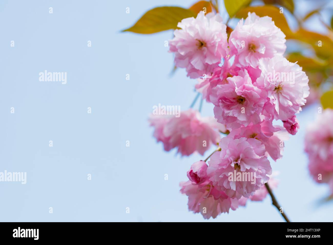 Blooming sakura against the blue sky. Beautiful blooming sakura buds ...