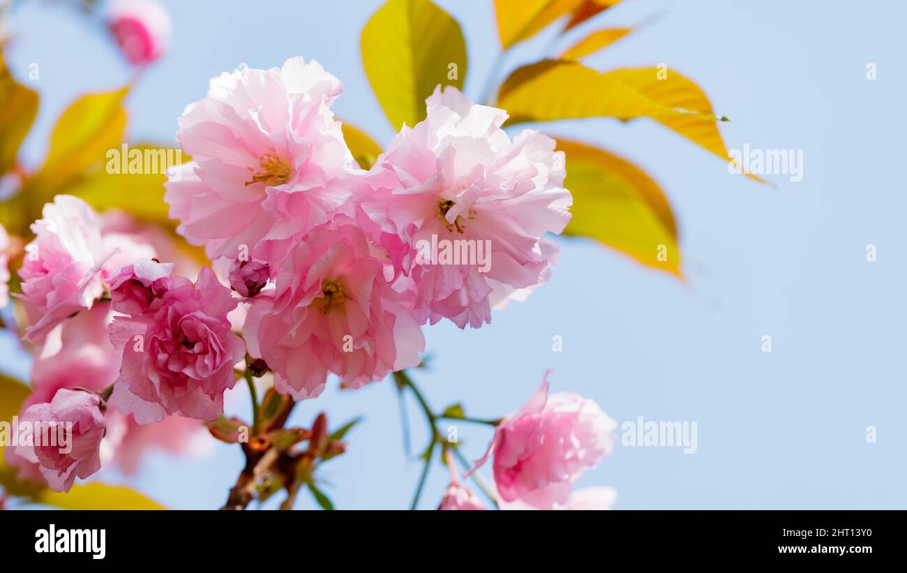 Blooming sakura against the blue sky. Beautiful blooming sakura buds ...