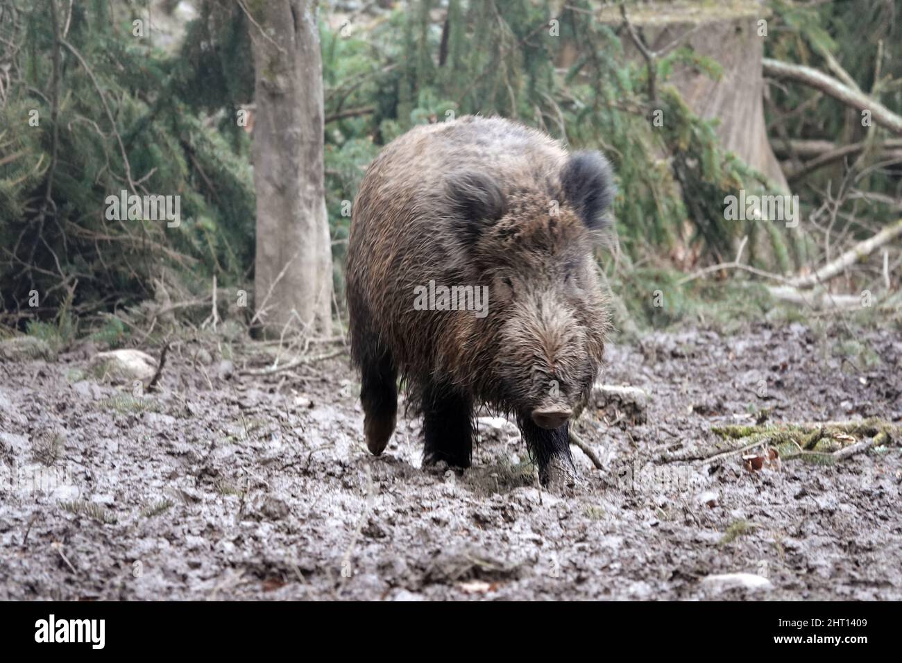 A female wild boar with conifers in the background walking in the dirt ...