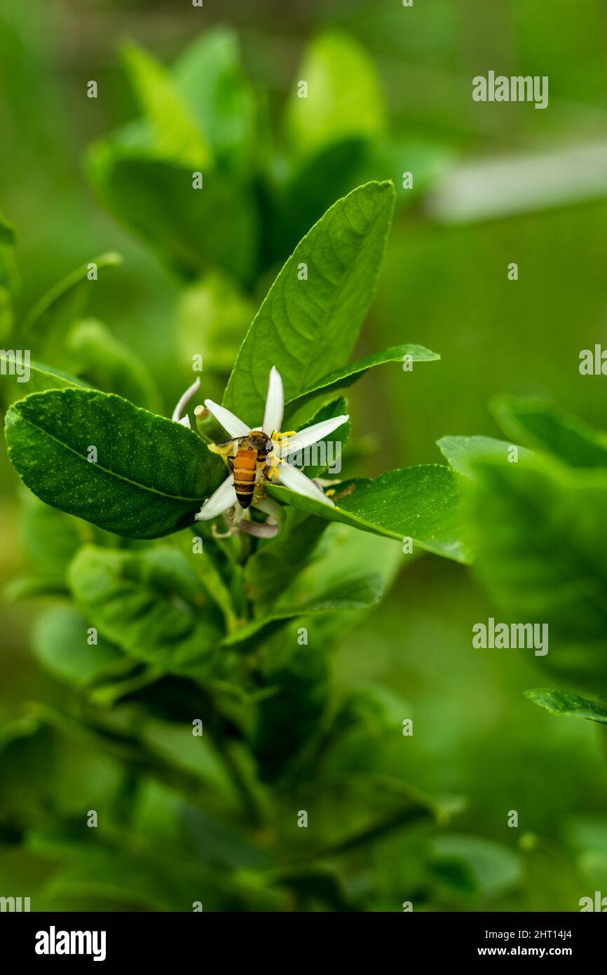 A bee sits on a seedless lemon blossom collecting honey. Lemon flowers ...
