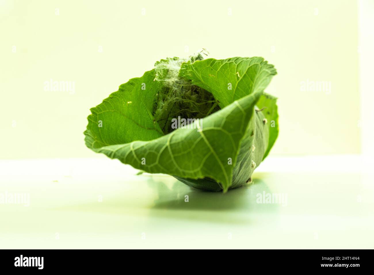 Tuntuni pakhir basa hi-res stock photography and images - Alamy
