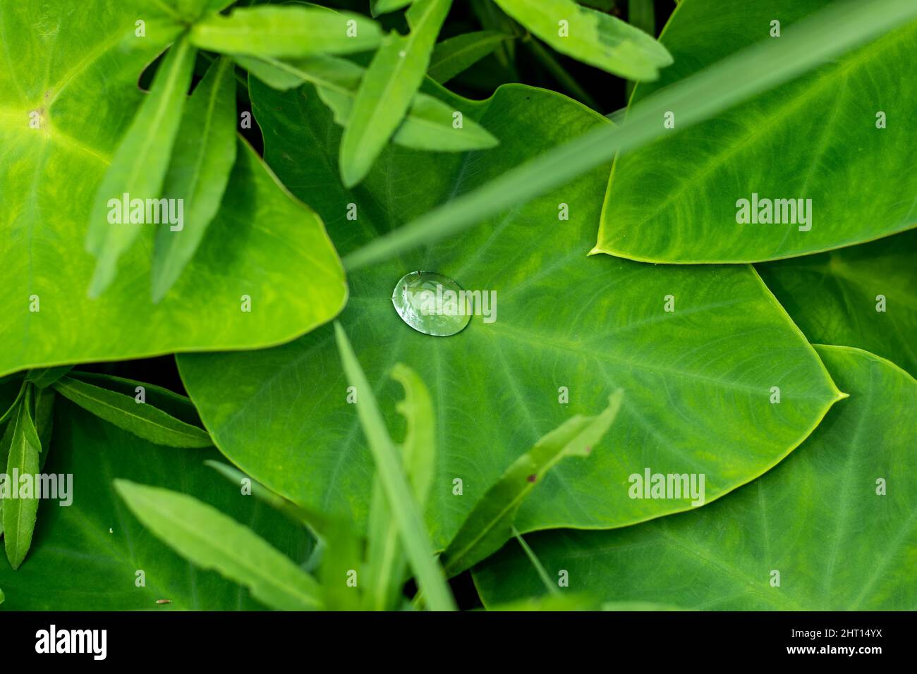 Colocasia esculenta or Taro is the oldest cultivated species in the ...