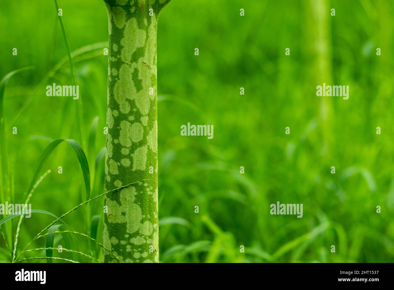 EFY Amorphophallus is one of the most important tuber crops in to the ...