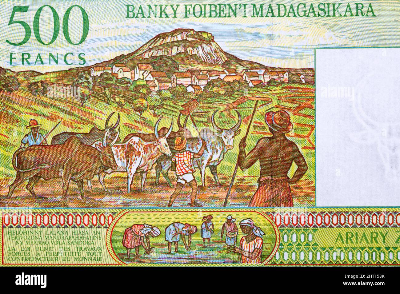 Herdsman with Zebus on a village background from Malagasy money Stock ...