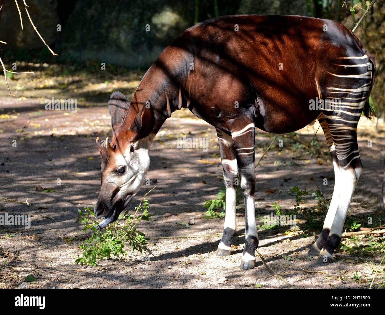 Okapi (Okapia johnstoni) eating a plant and seen from profile Stock ...