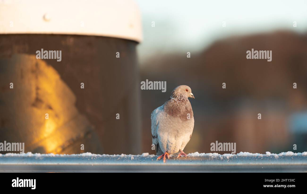 Perched dove in the morning light Stock Photo - Alamy