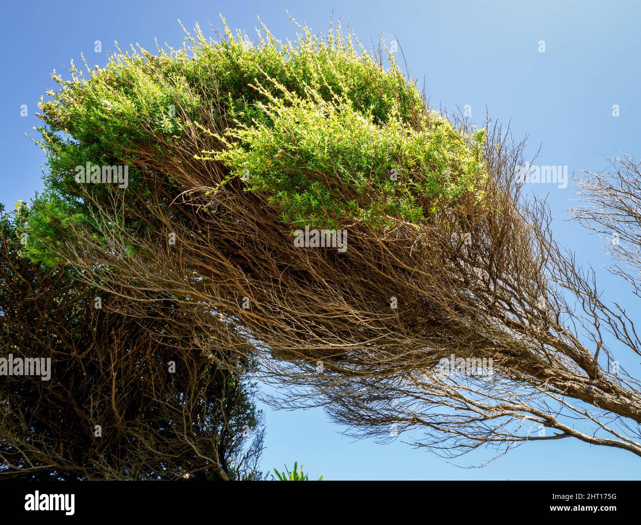 manuka tree branch with flue sky in background Stock Photo - Alamy