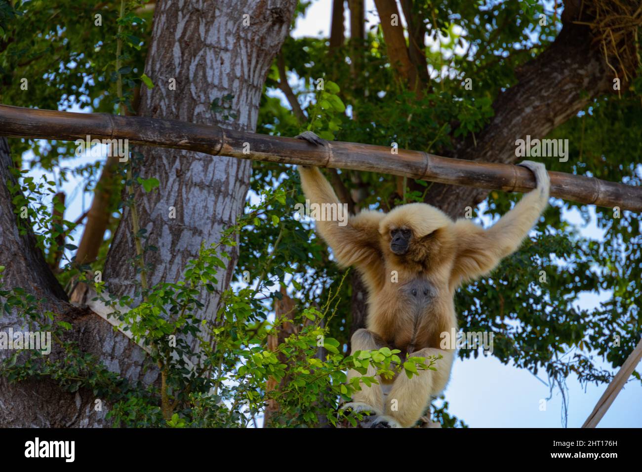 Closeup of a monkey in the zoo Stock Photo - Alamy
