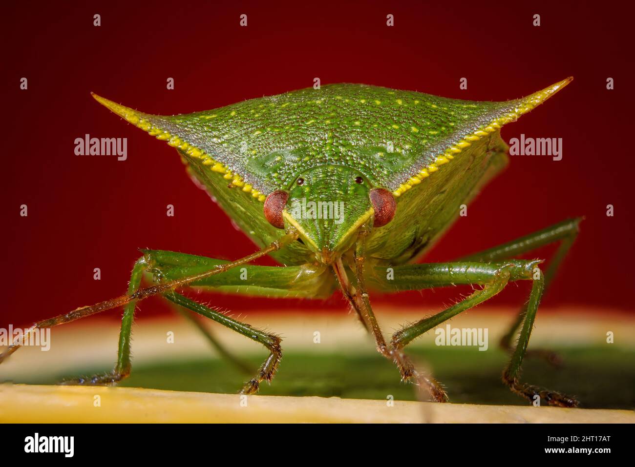 Southern green stink bug Stock Photo - Alamy Southern green stink bug Stock Photo - Alamy