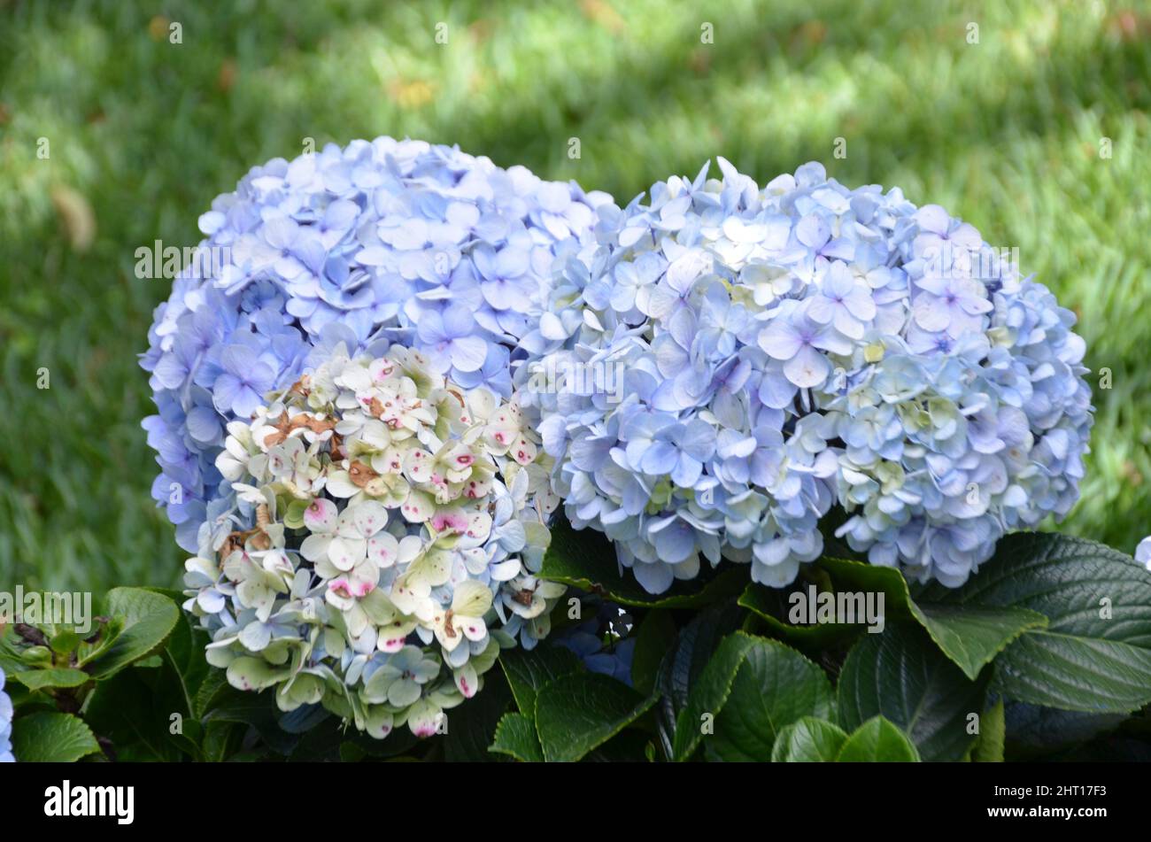 Blue hydrangea paniculata in the garden Stock Photo - Alamy