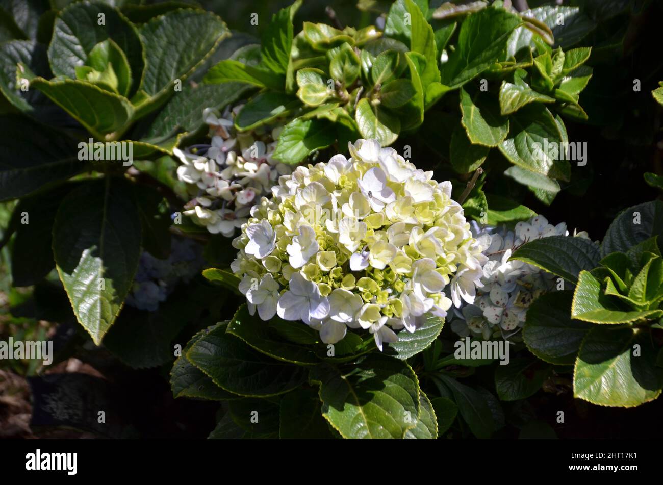 White hydrangea paniculata in the garden Stock Photo - Alamy