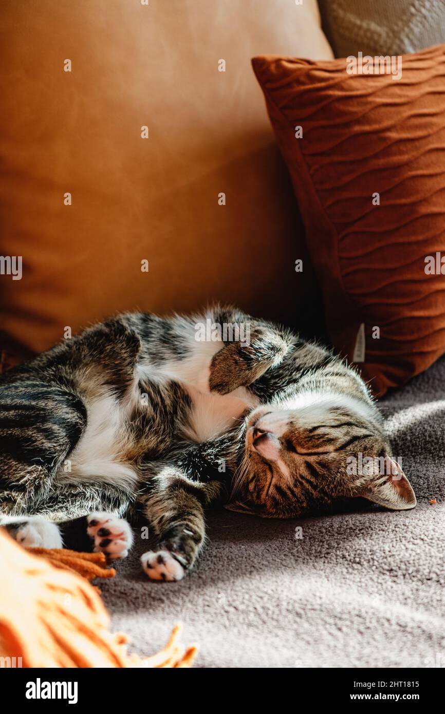 Sleeping grey cat hi-res stock photography and images - Alamy