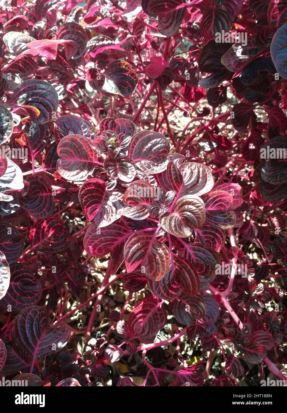 Iresine herbstii plant hi-res stock photography and images - Alamy
