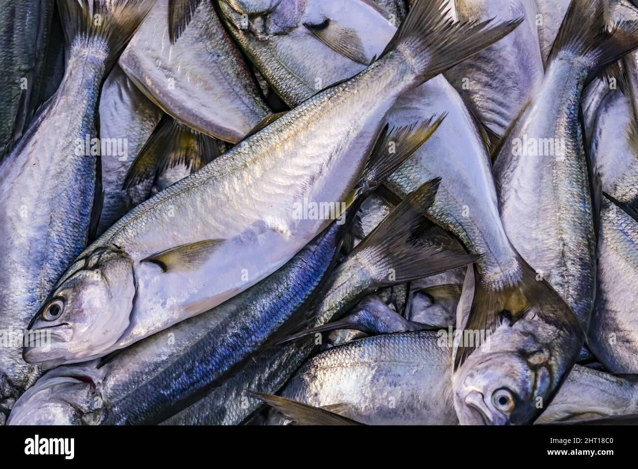 fresh fish at the fisherman's stall Stock Photo - Alamy