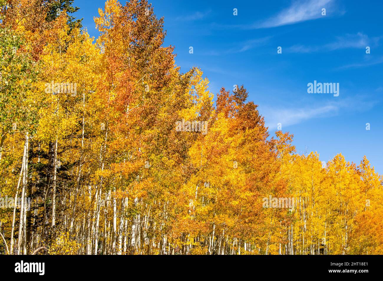 Beautiful autumn landscape with yellow trees and hills in Grand ...