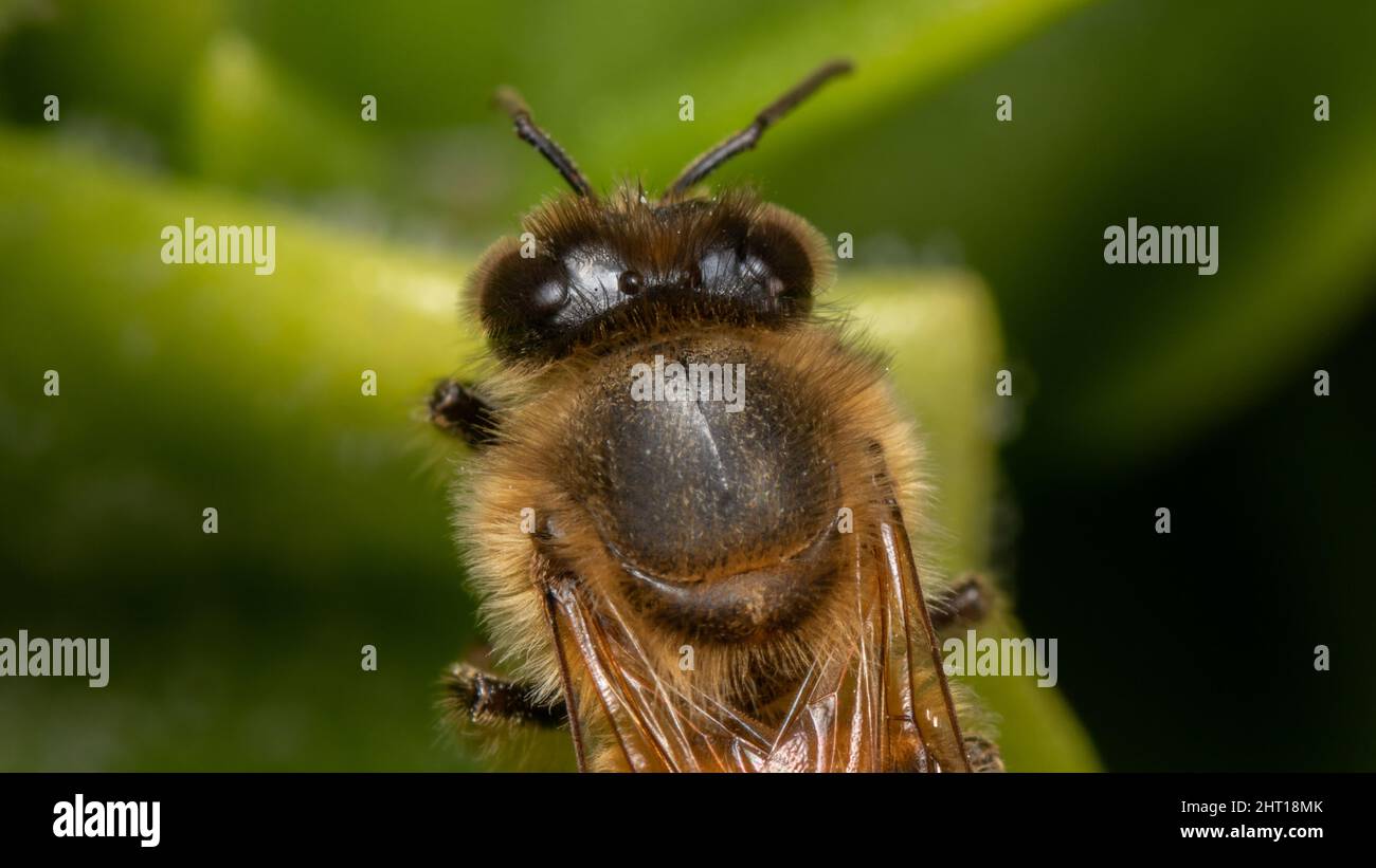 Closeup of a Western honey bee on plants in a field under the sunlight ...