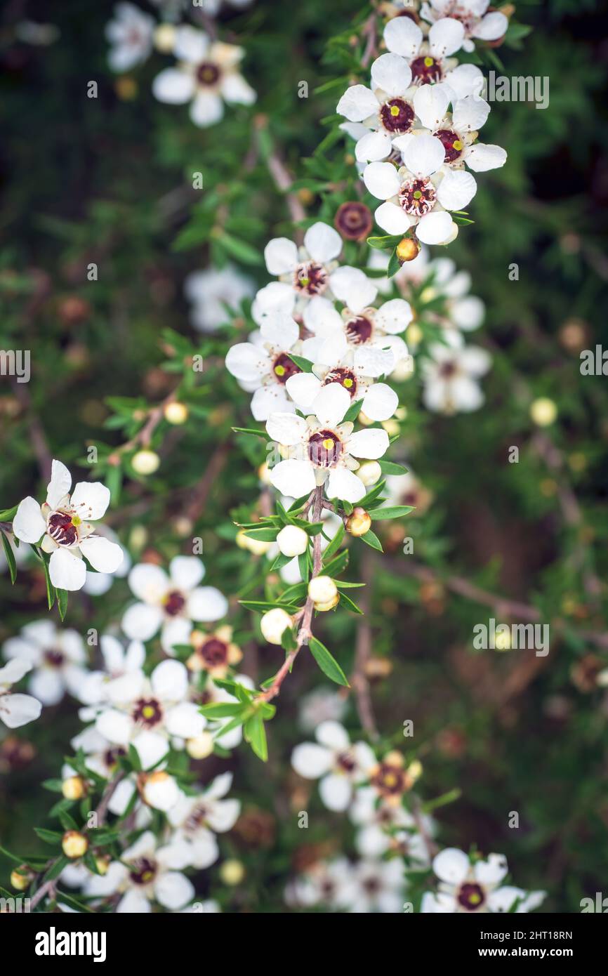 white Manuka (Leptospermum scoparium) flowers Stock Photo - Alamy