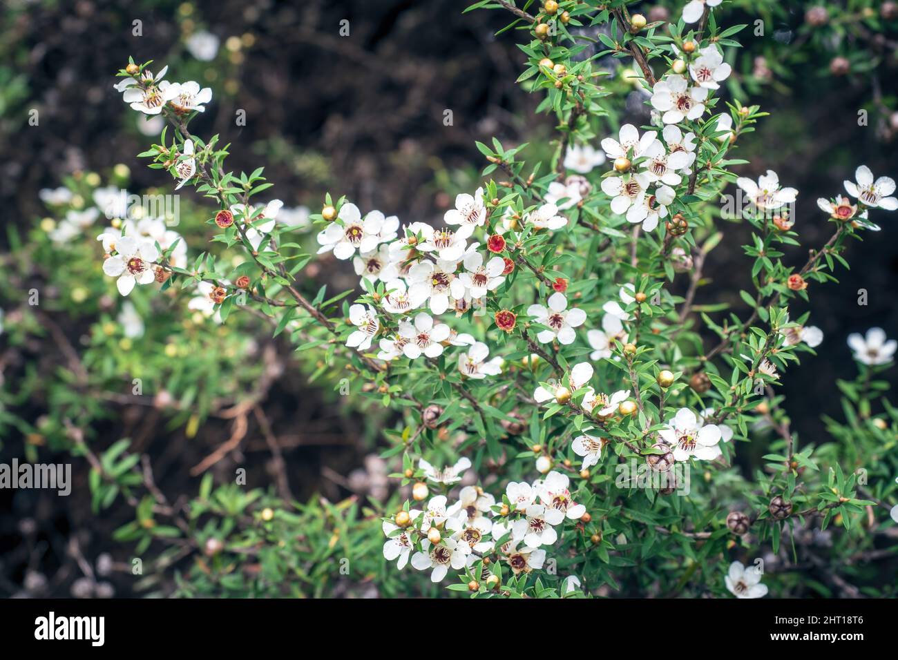 Beautiful leptospermum scoparium flowers hi-res stock photography and ...