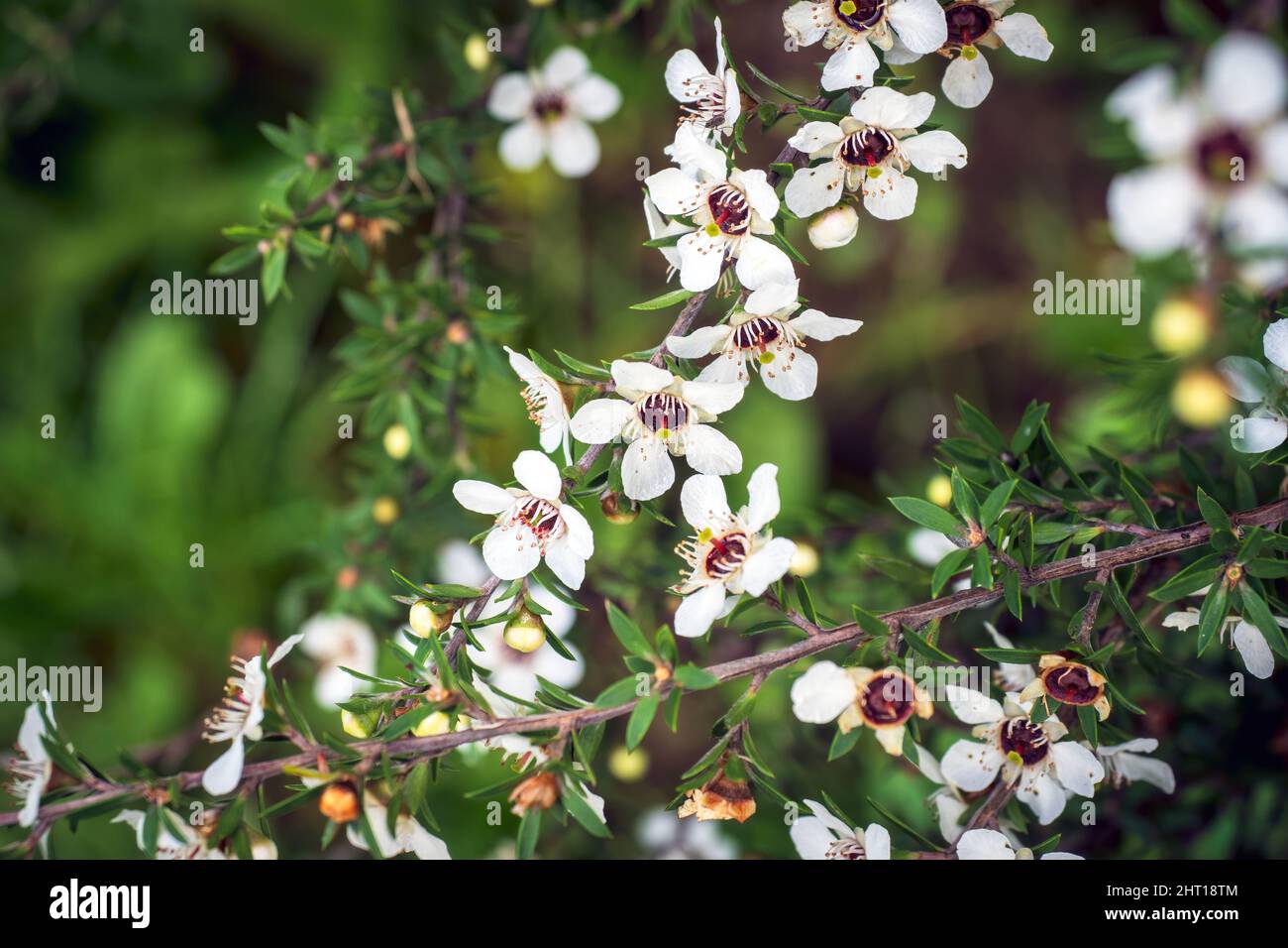 white Manuka (Leptospermum scoparium) flowers Stock Photo - Alamy