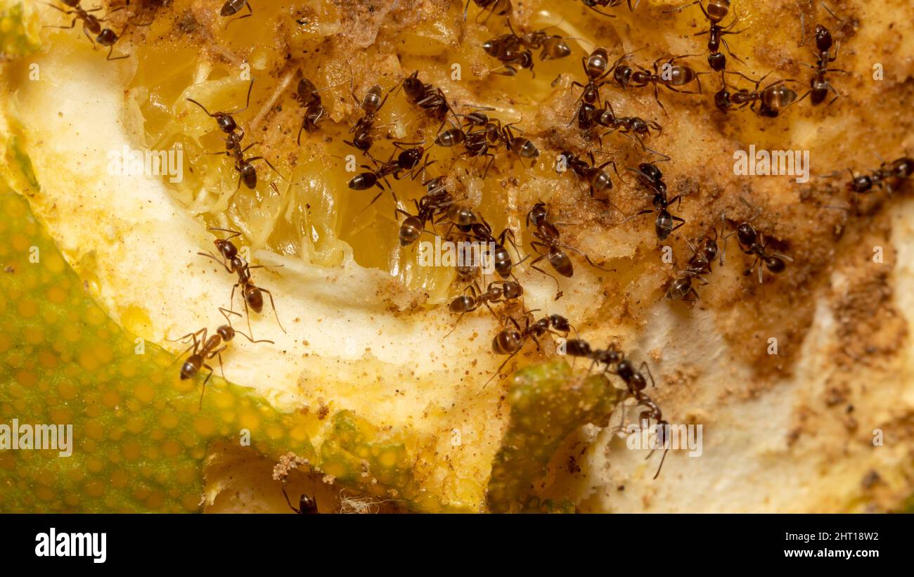 Insects on fruit hi-res stock photography and images - Alamy