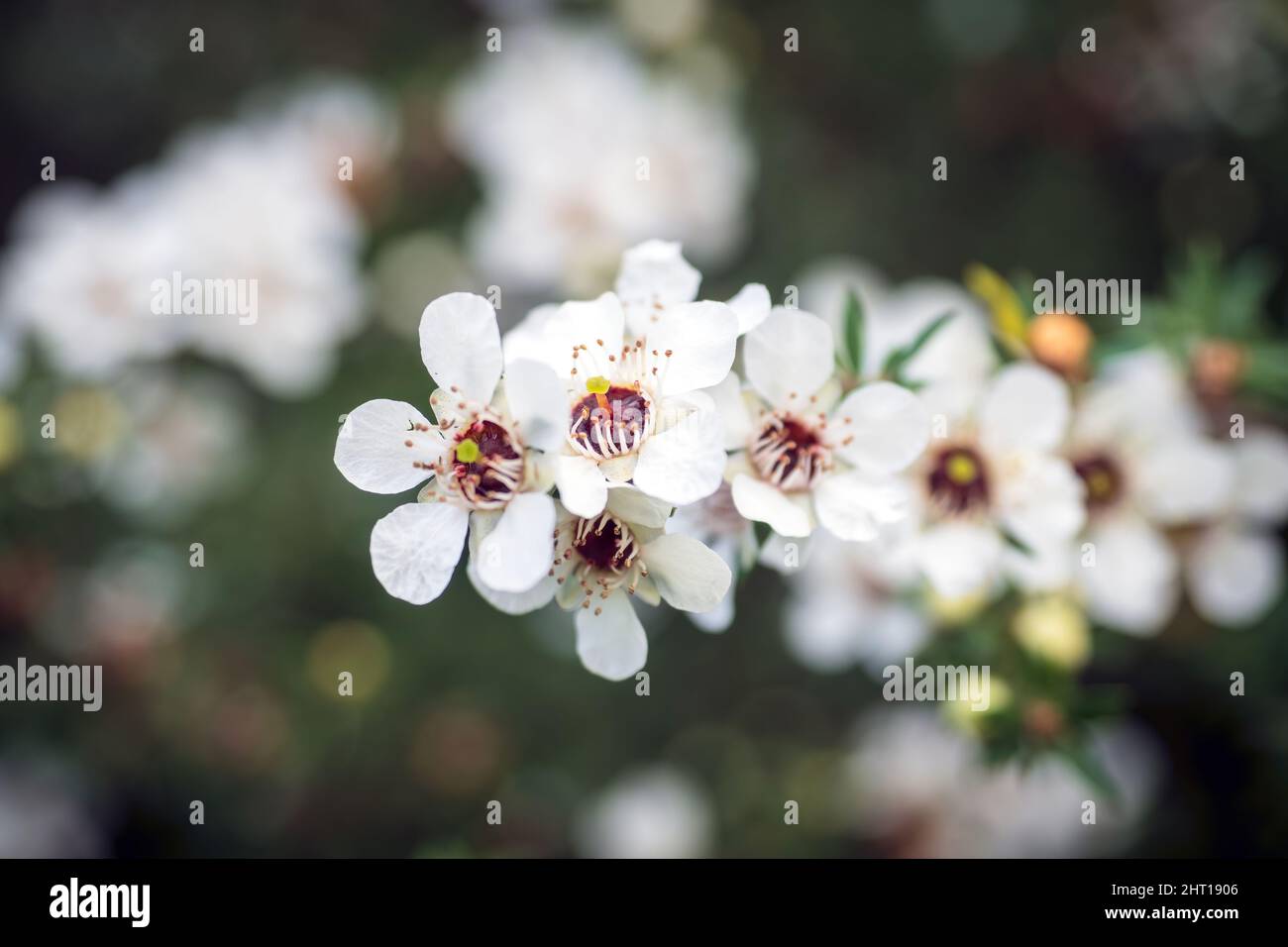 Beautiful leptospermum scoparium flowers hi-res stock photography and ...